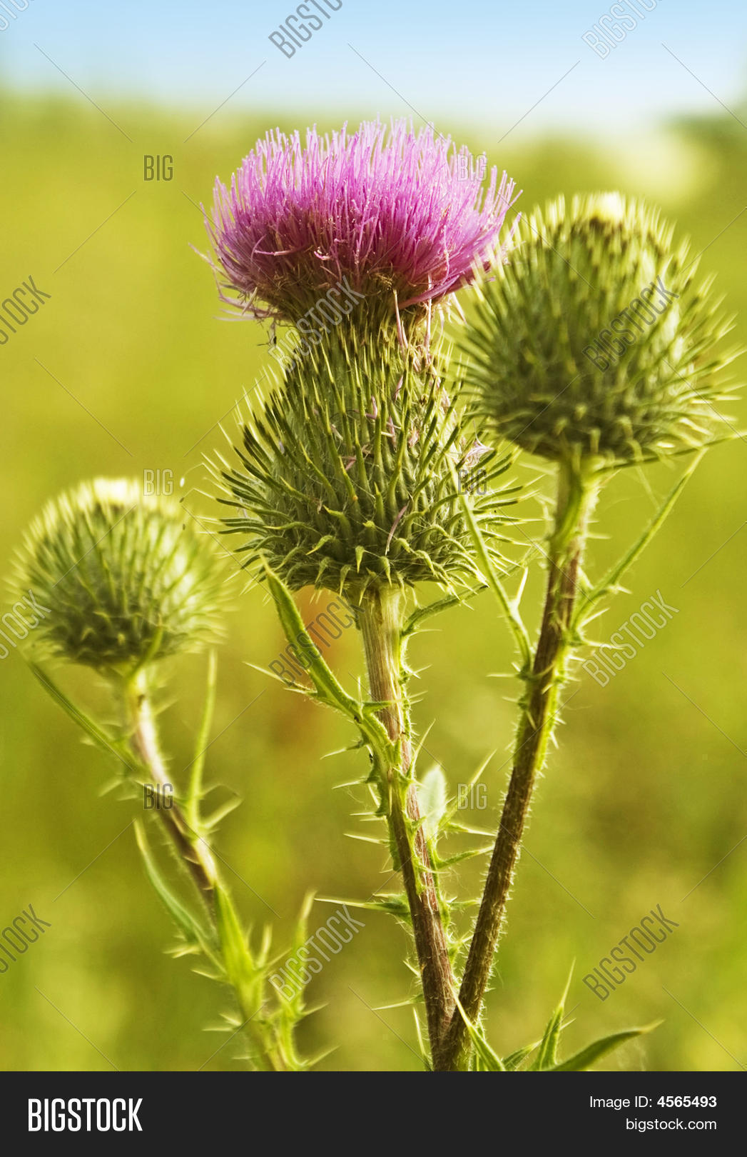 Thistle Image & Photo (Free Trial) | Bigstock