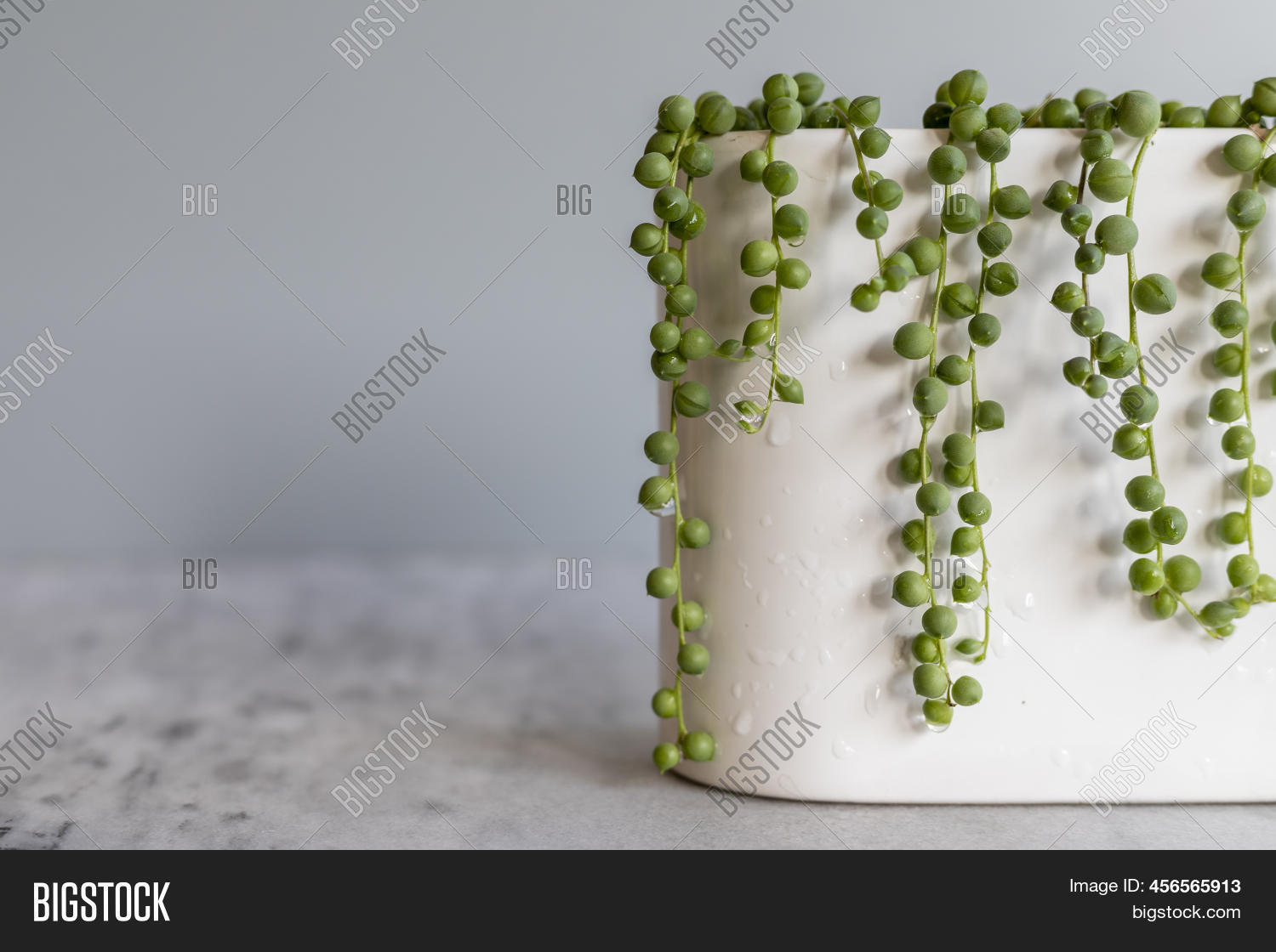 String Peas String Image & Photo (Free Trial) | Bigstock