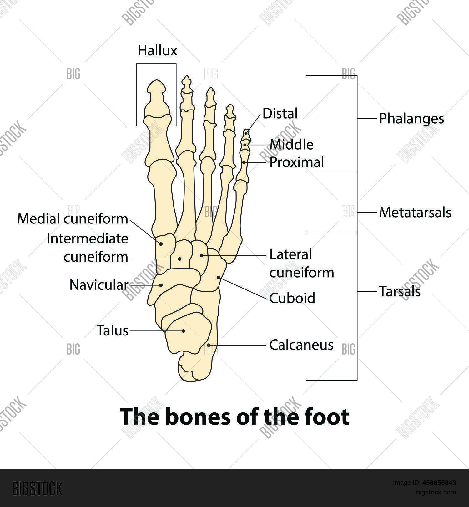 Illustration Foot Vector & Photo (Free Trial) | Bigstock