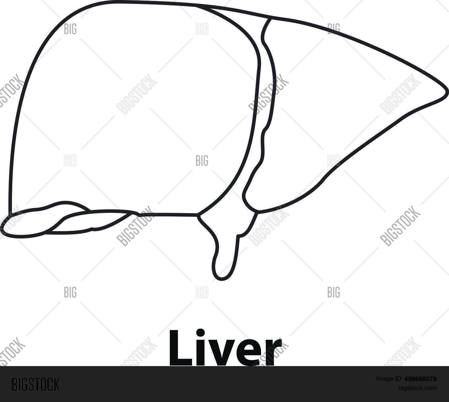 Liver Outline. Human Vector & Photo (Free Trial) | Bigstock