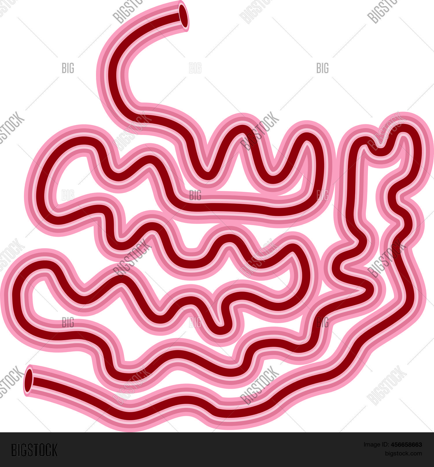 Human Internal Organ Vector & Photo (Free Trial) | Bigstock