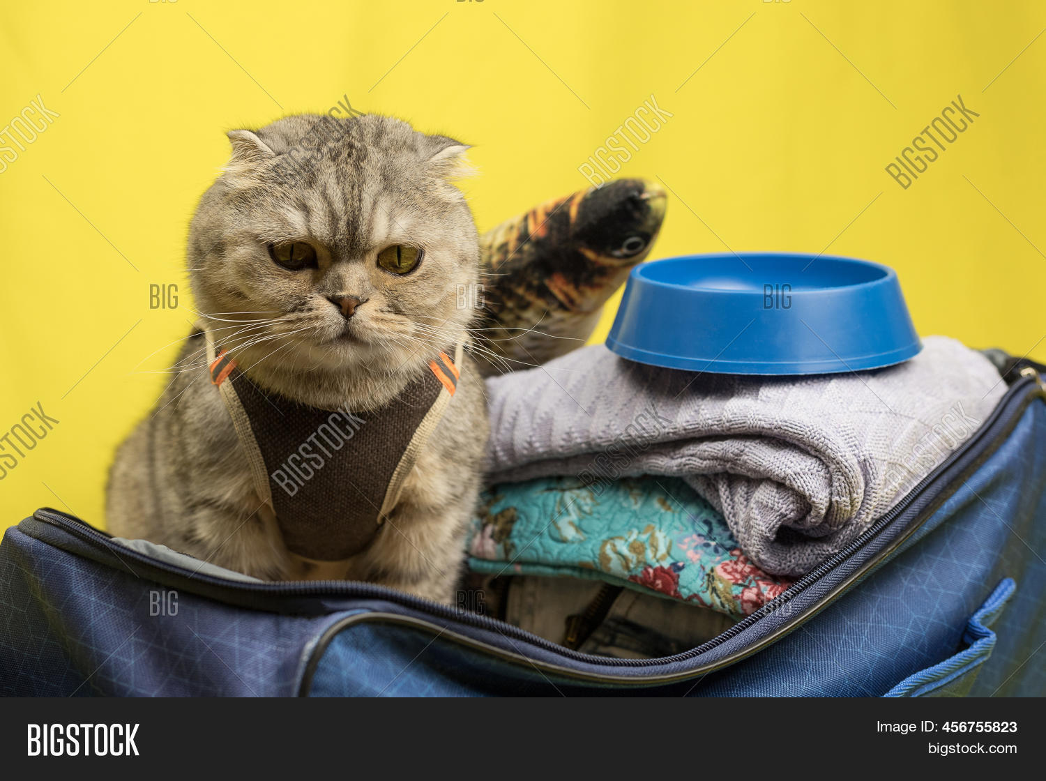 Sad Cute Cat Sitting Image & Photo (Free Trial) | Bigstock