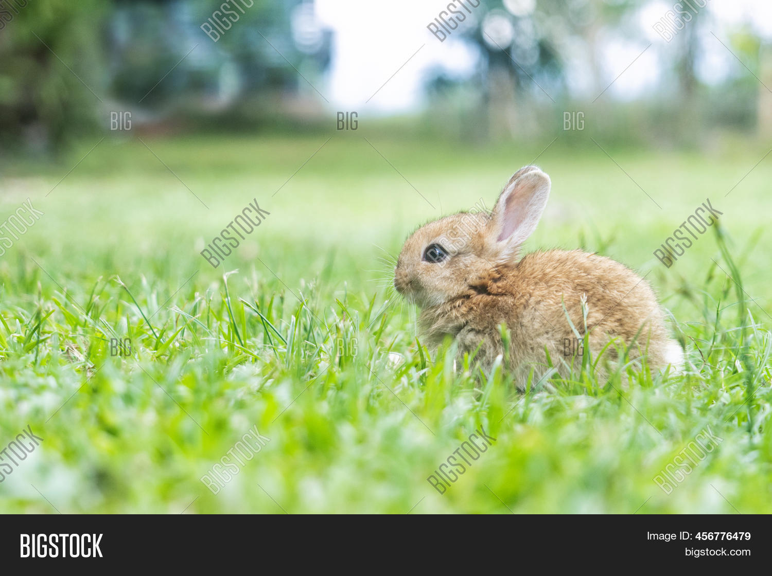 Cute Baby Rabbit Image & Photo (Free Trial) | Bigstock