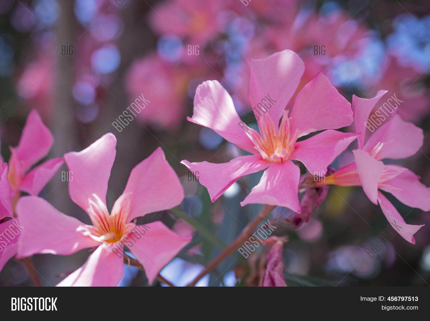 Bright Red Nerium Image & Photo (Free Trial) | Bigstock