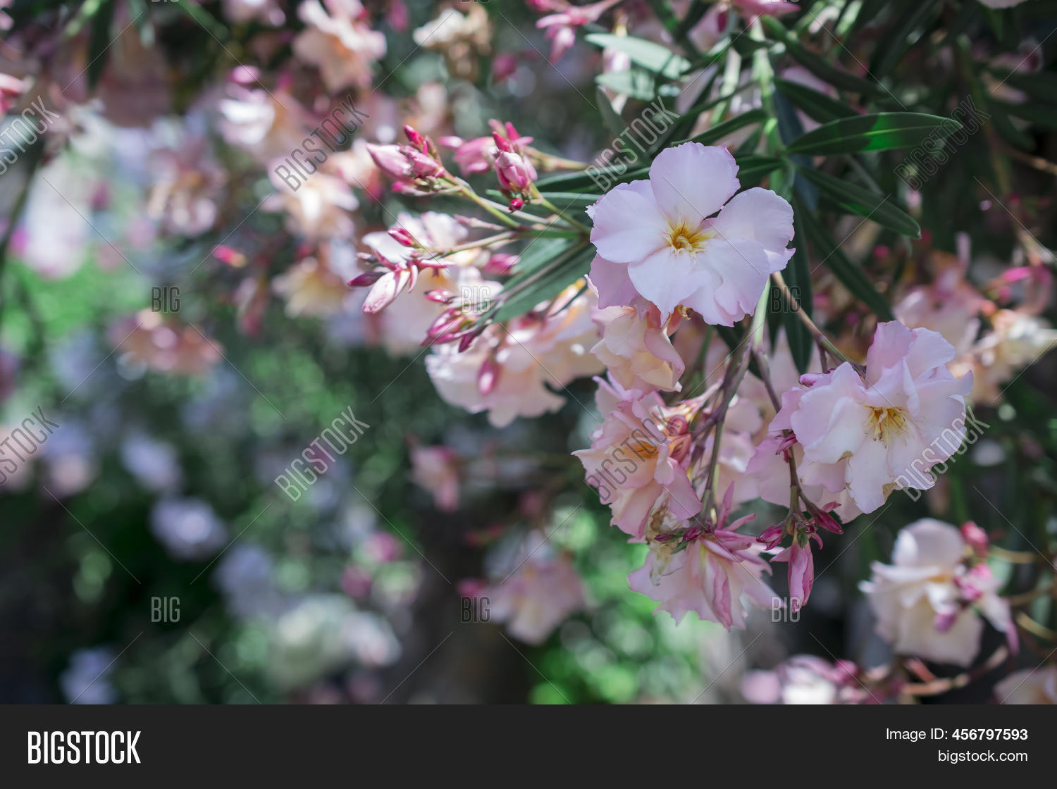 Bright Red Nerium Image & Photo (Free Trial) | Bigstock