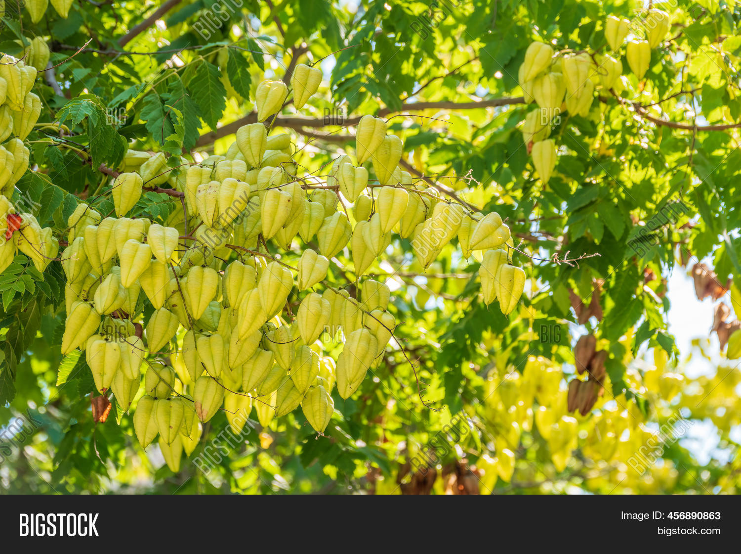 Branch Green Fruits Image & Photo (Free Trial) | Bigstock
