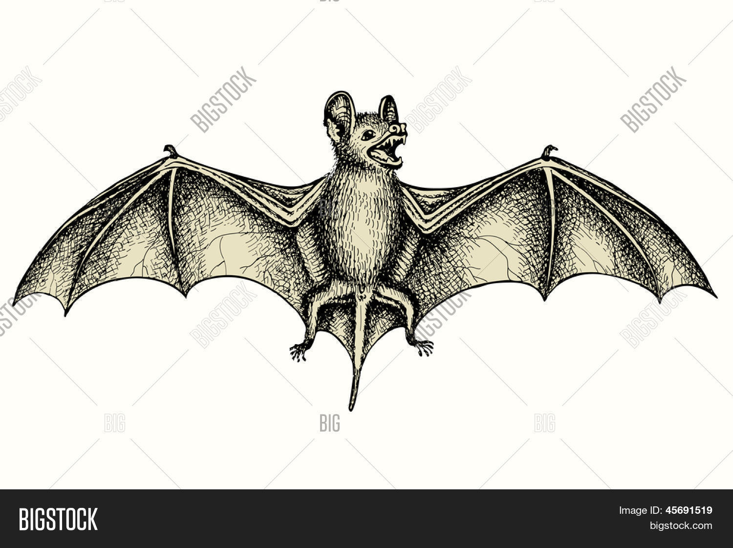 Screaming Flying Bat Vector & Photo (Free Trial) | Bigstock