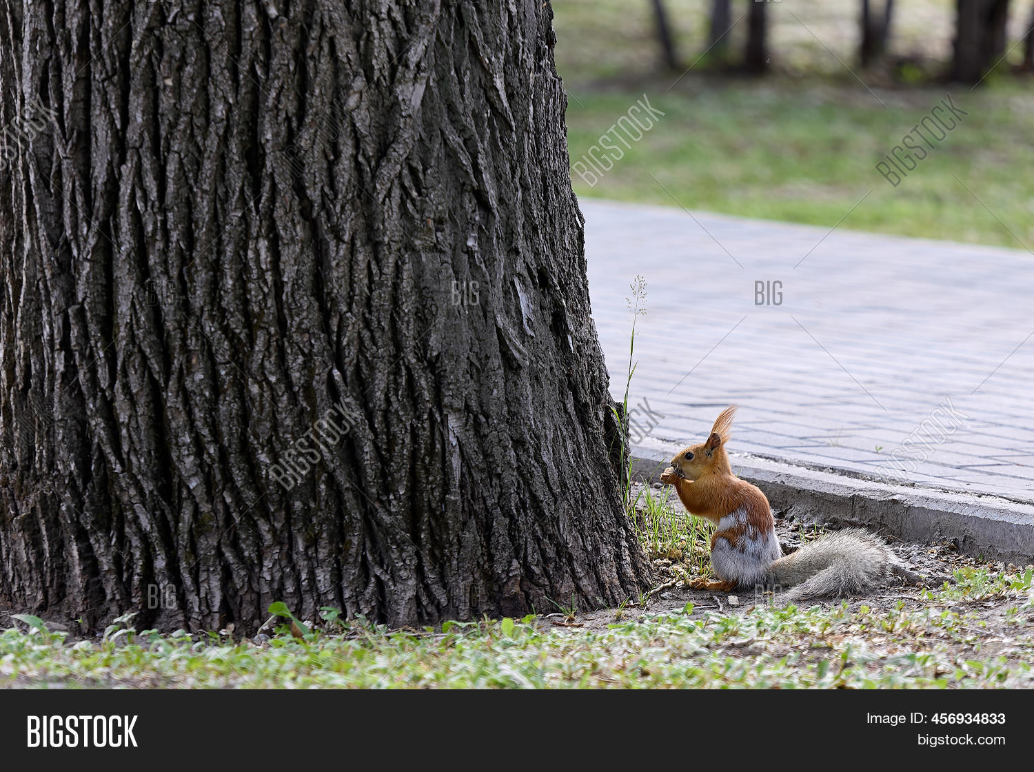 Brave Tame Squirrel Image & Photo (Free Trial) | Bigstock