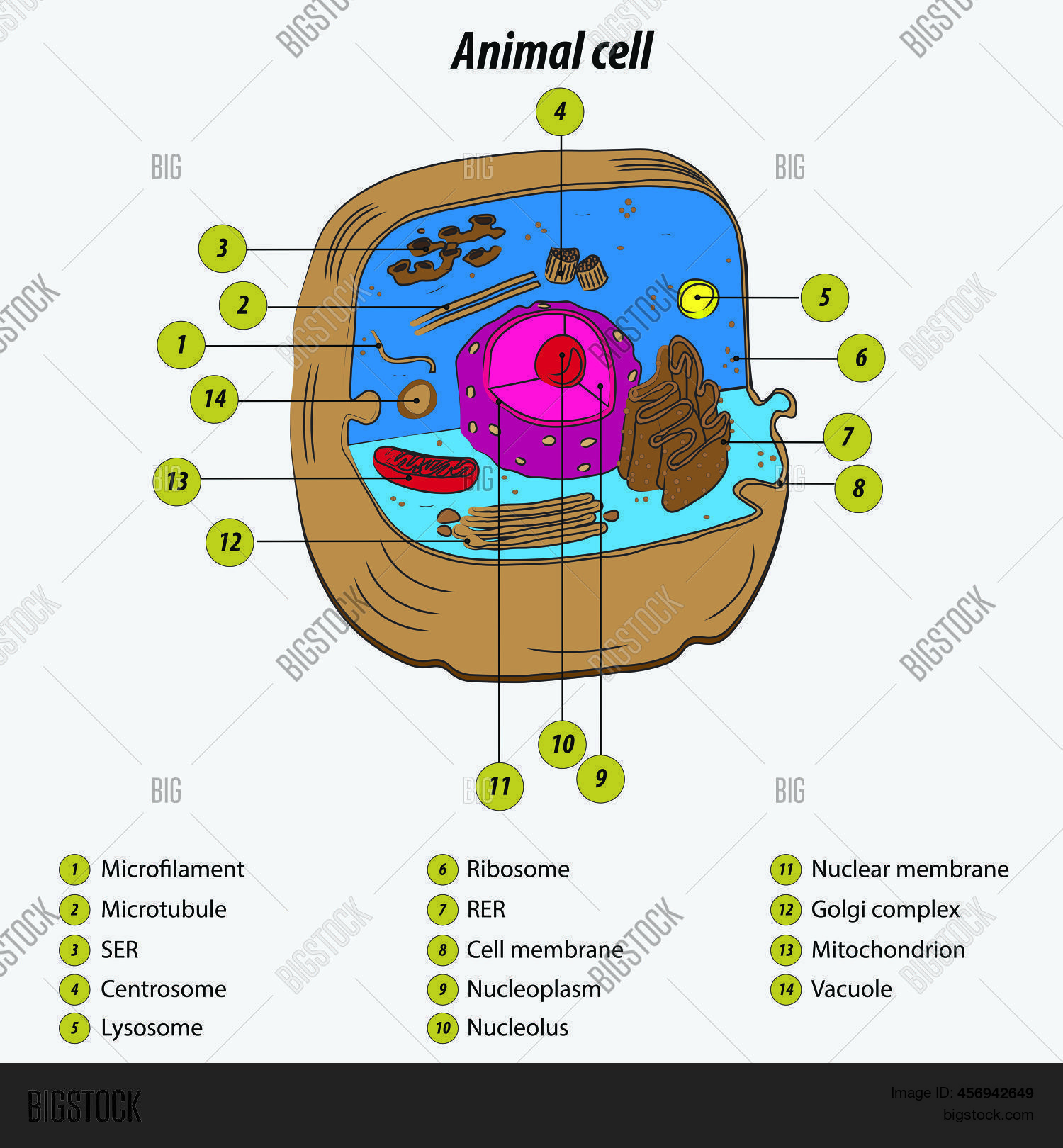 Animal Cell Labeled Vector & Photo (Free Trial) | Bigstock