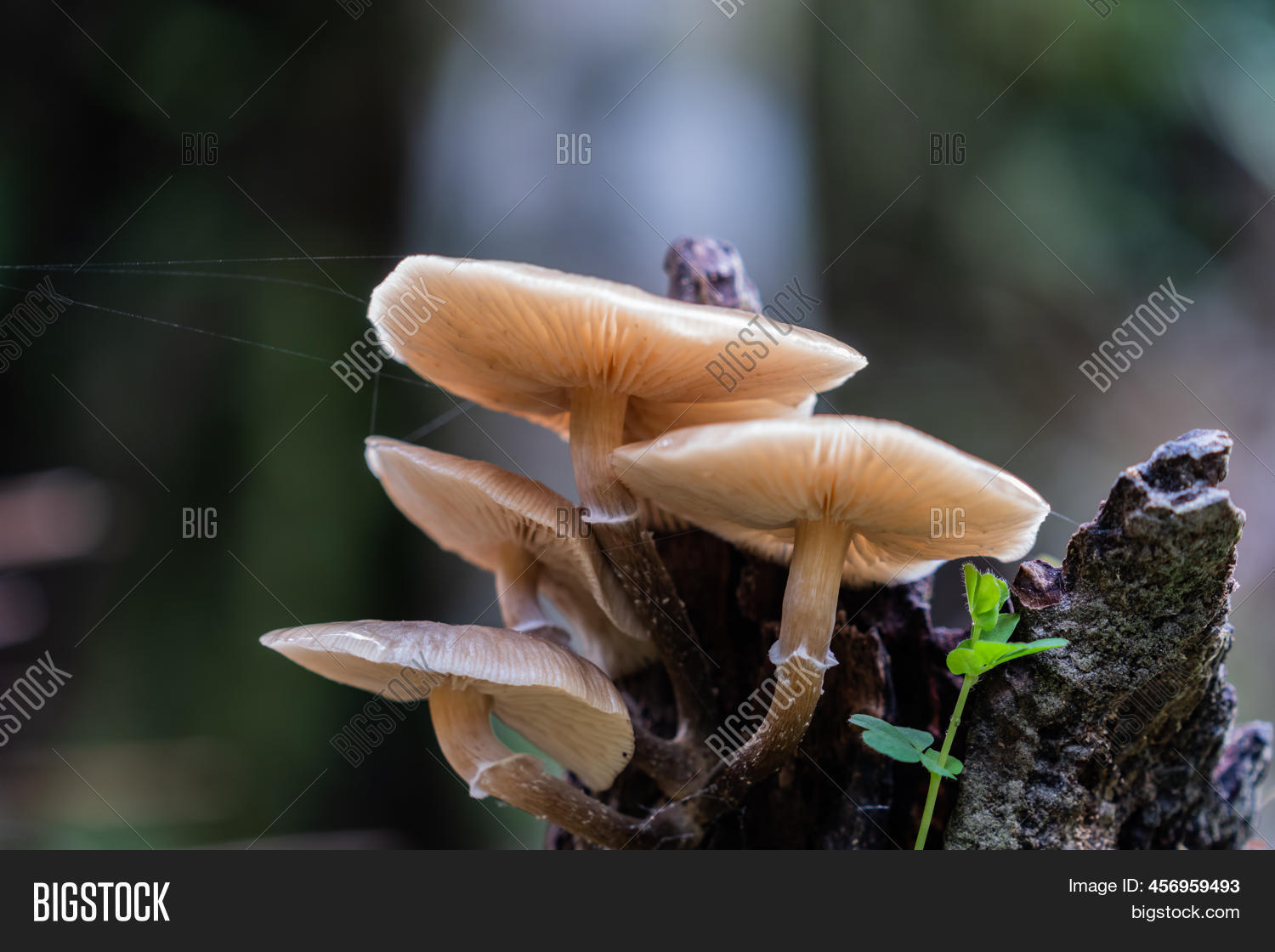 Creamy White Fungi Image And Photo Free Trial Bigstock
