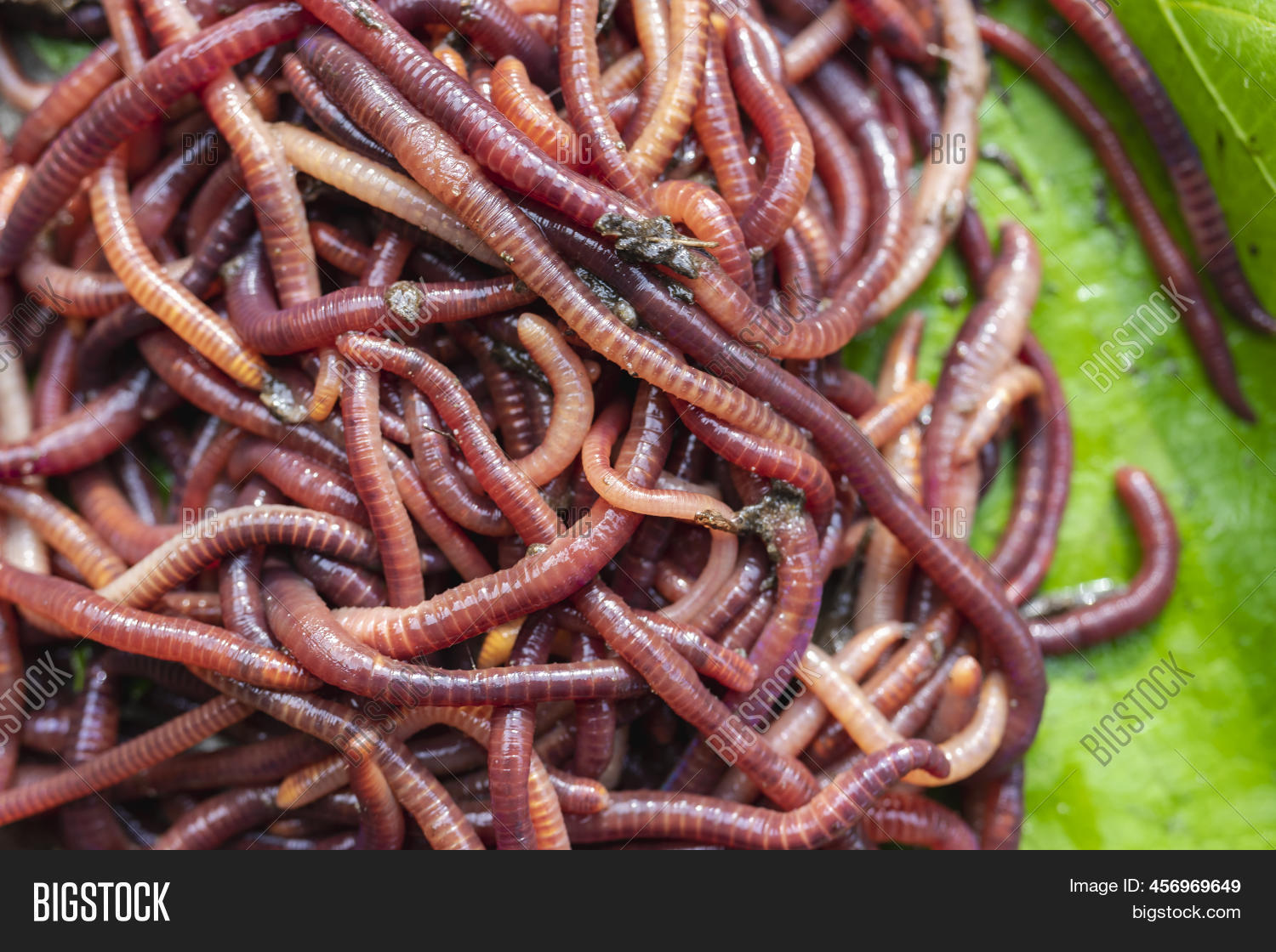 Breeding Red Worms Image & Photo (Free Trial) | Bigstock