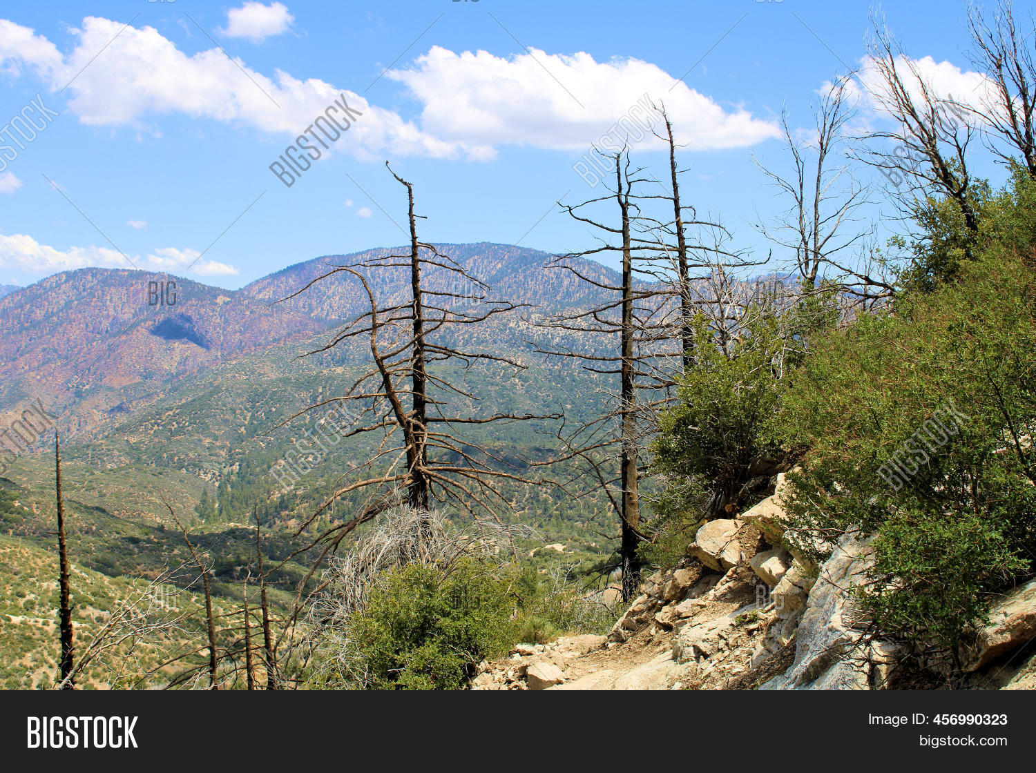 Burnt Pine Trees Image & Photo (Free Trial) | Bigstock