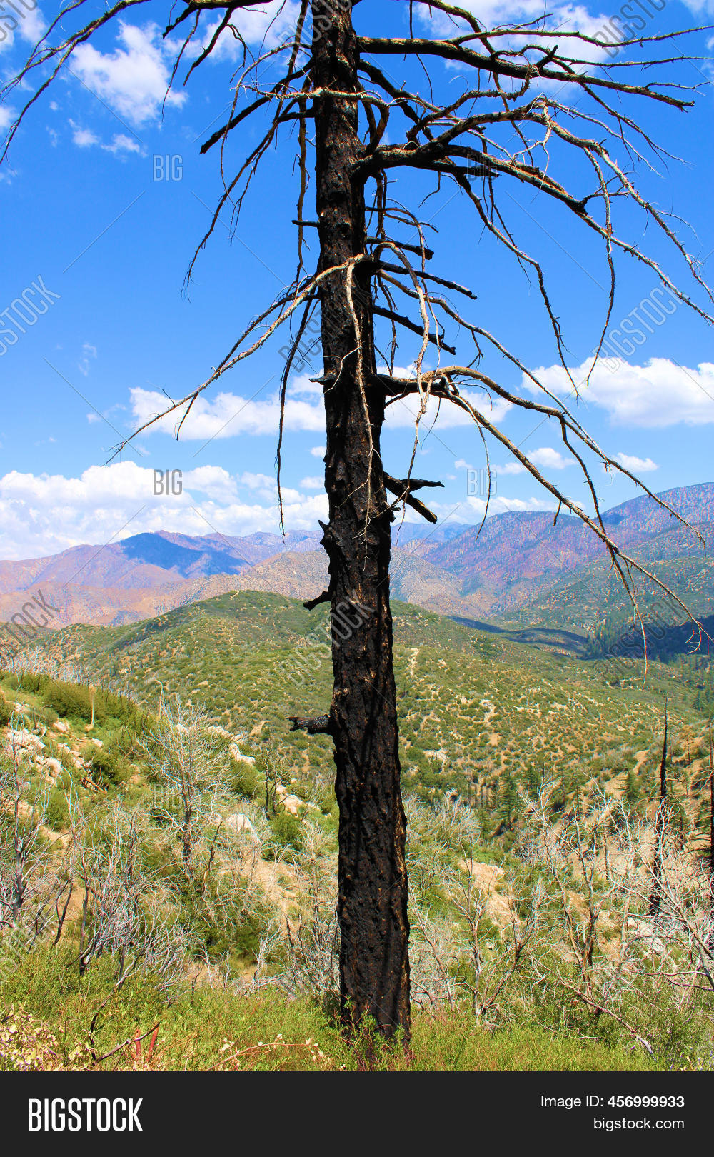 Burnt Pine Tree Caused Image & Photo (Free Trial) | Bigstock