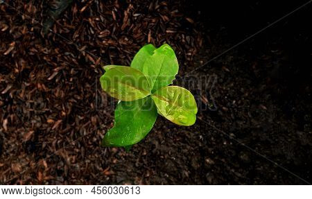 Top View Young Plant. Image & Photo (Free Trial) | Bigstock