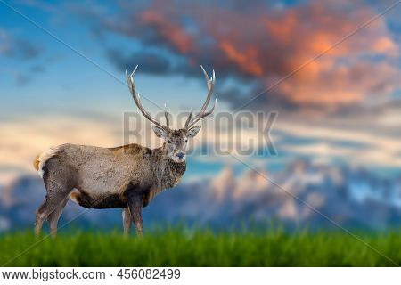 Red Deer Stag In Moody Dramatic Sunset Images, Illustrations & Vectors ...