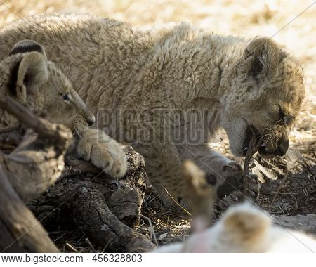 Beautiful Lion Cubs Image & Photo (Free Trial) | Bigstock
