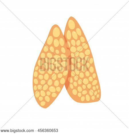 Human Thymus Gland. Vector & Photo (Free Trial) | Bigstock