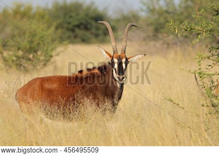 Sable Antelope ( Image & Photo (Free Trial) | Bigstock