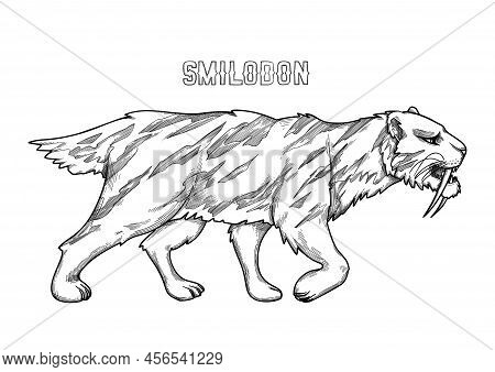 Saber Tooth Cat Drawing