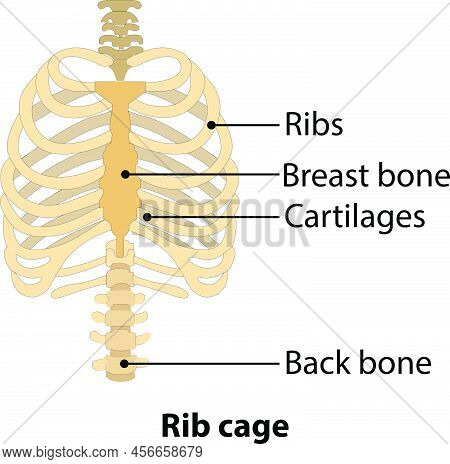 Hand Drawn Line Art Vector & Photo (Free Trial) | Bigstock