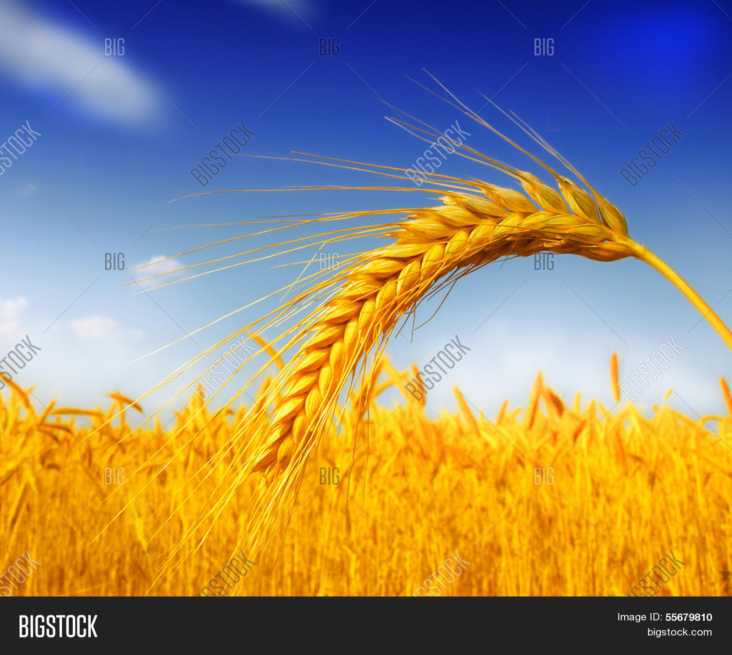 Wheat Close- Image & Photo (Free Trial) | Bigstock