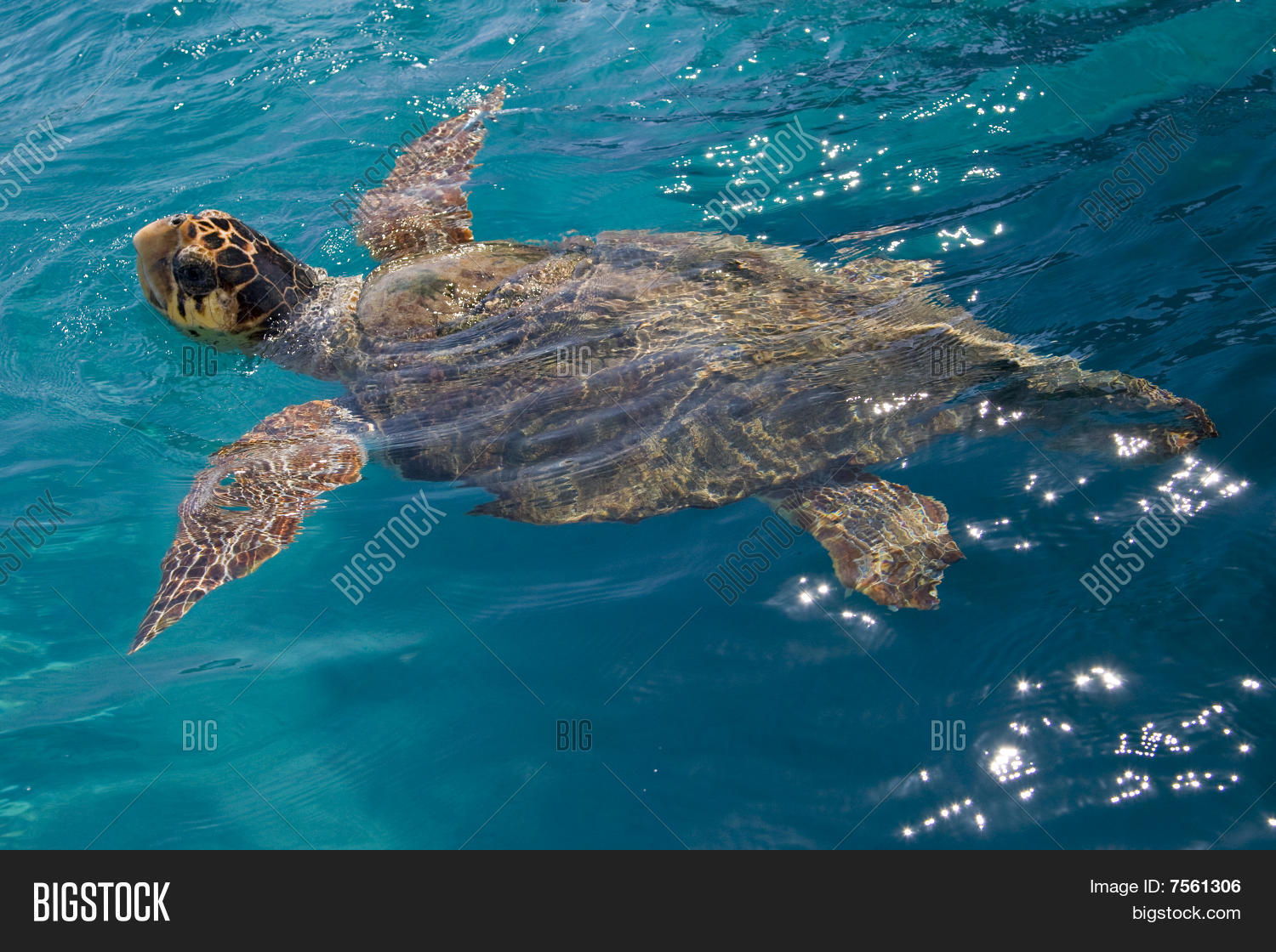 Loggerhead Sea Turtle Image & Photo (Free Trial) | Bigstock