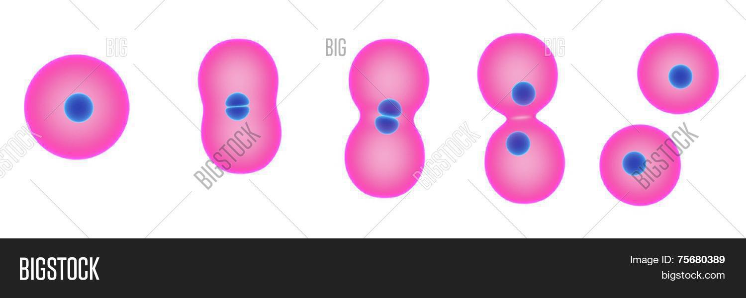 Celldivision Image & Photo (Free Trial) | Bigstock