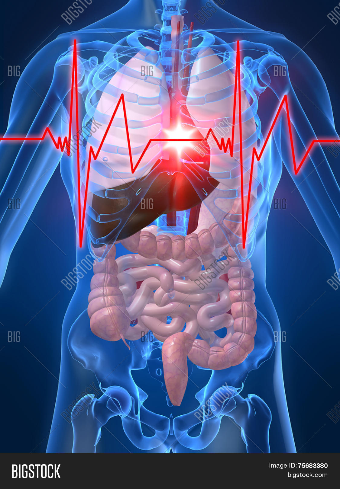 Heartbeat/heartattack Image & Photo (Free Trial) | Bigstock