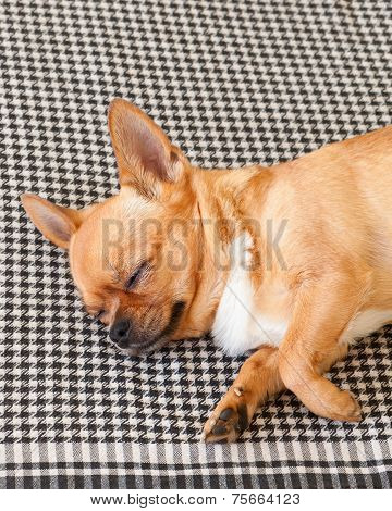 Shemagh Images, Illustrations & Vectors (Free) - Bigstock