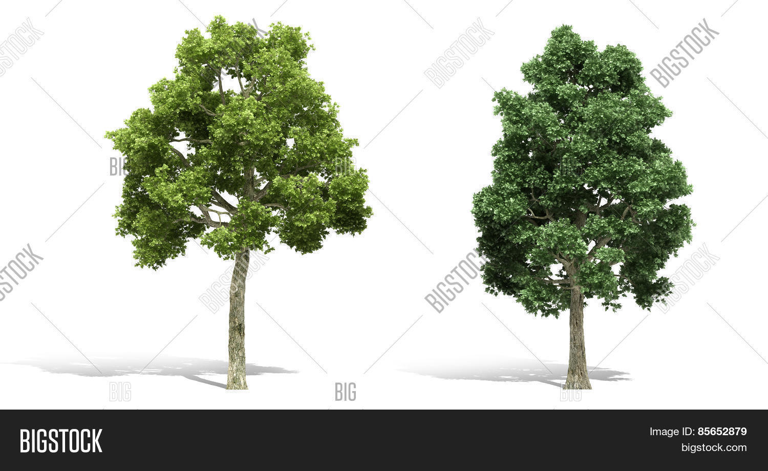 3D Tree Render On Image & Photo (Free Trial) | Bigstock