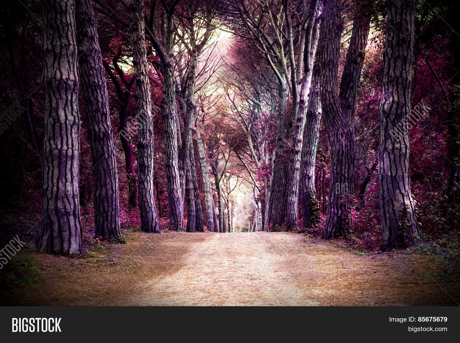 Path Forest. Somewhere Image & Photo (Free Trial) | Bigstock