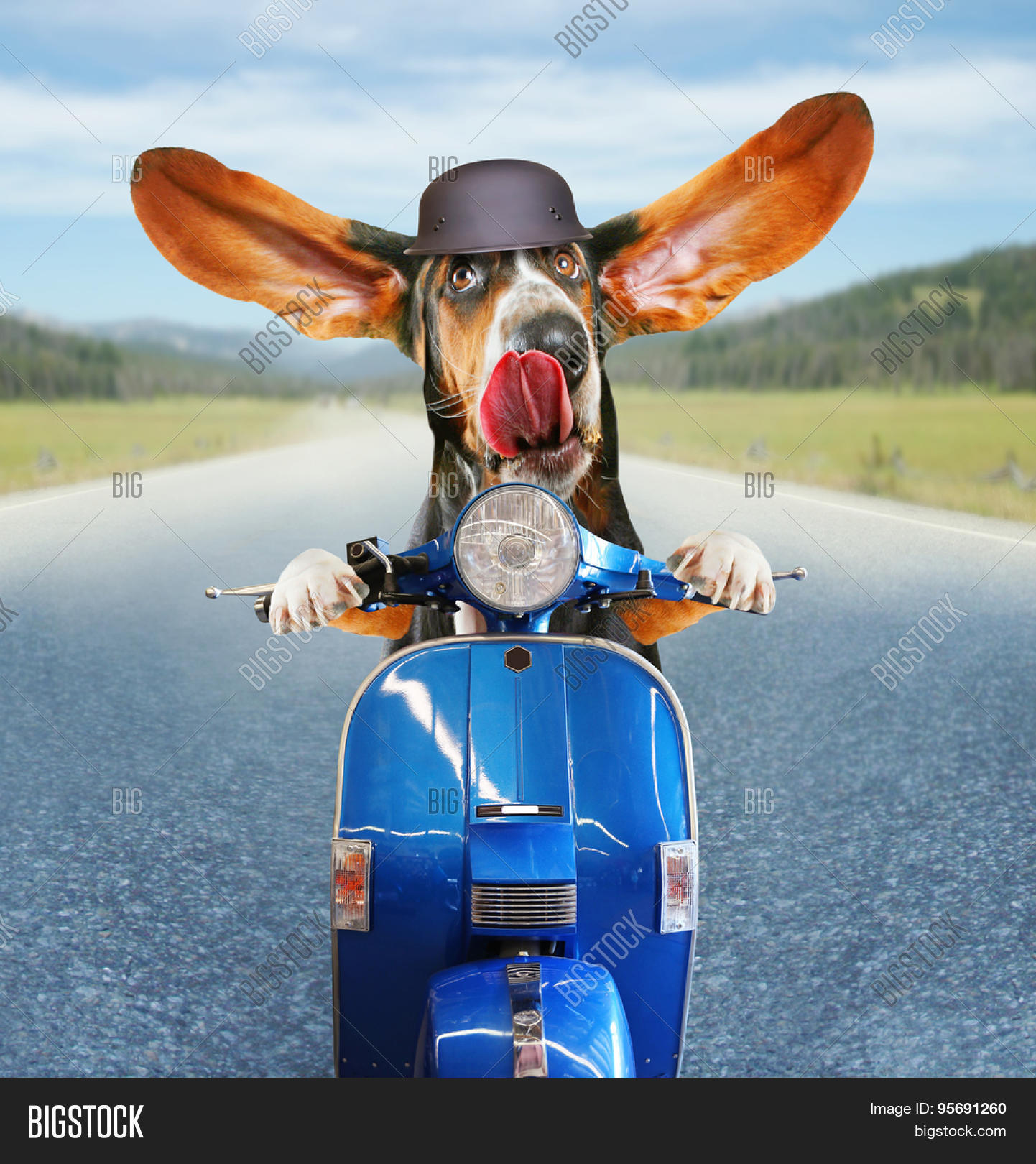 Basset Hound Riding On Image & Photo (Free Trial) | Bigstock