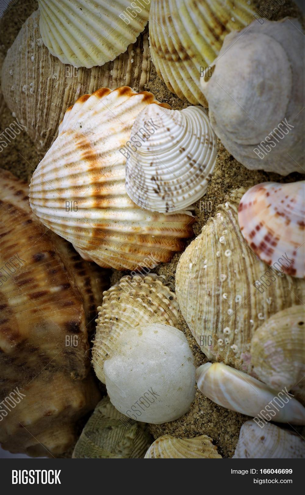 Seashells, Vir Island Image & Photo (Free Trial) | Bigstock