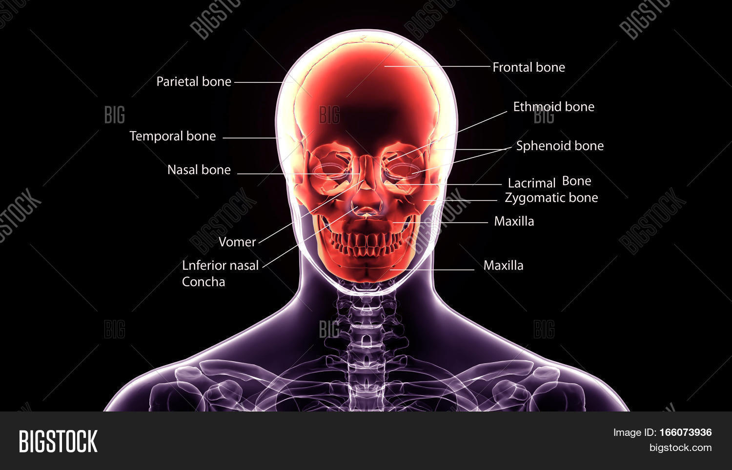 3d Illustration Human Image & Photo (Free Trial) | Bigstock