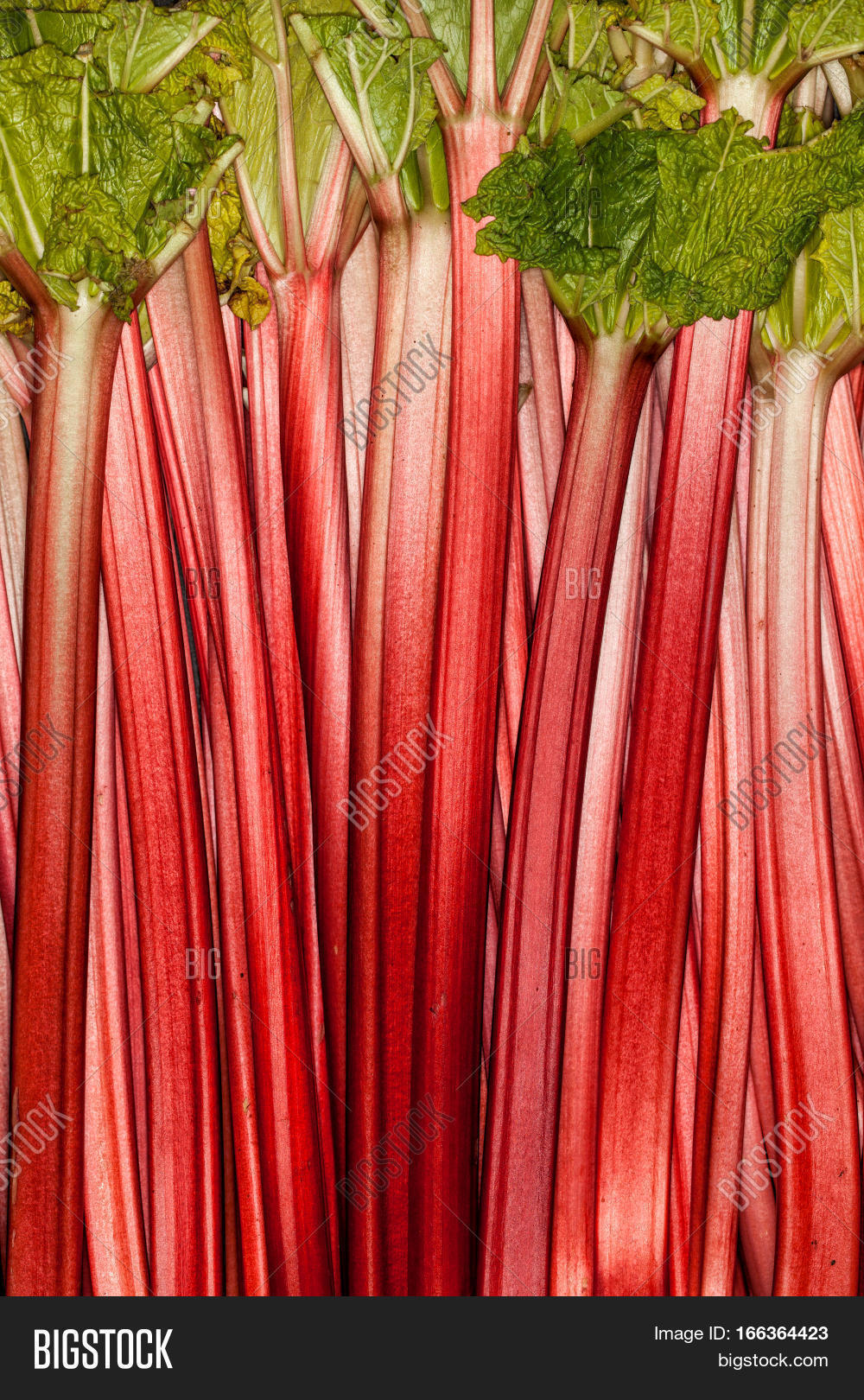 Rhubarb Full Rose Red Image & Photo (Free Trial) | Bigstock