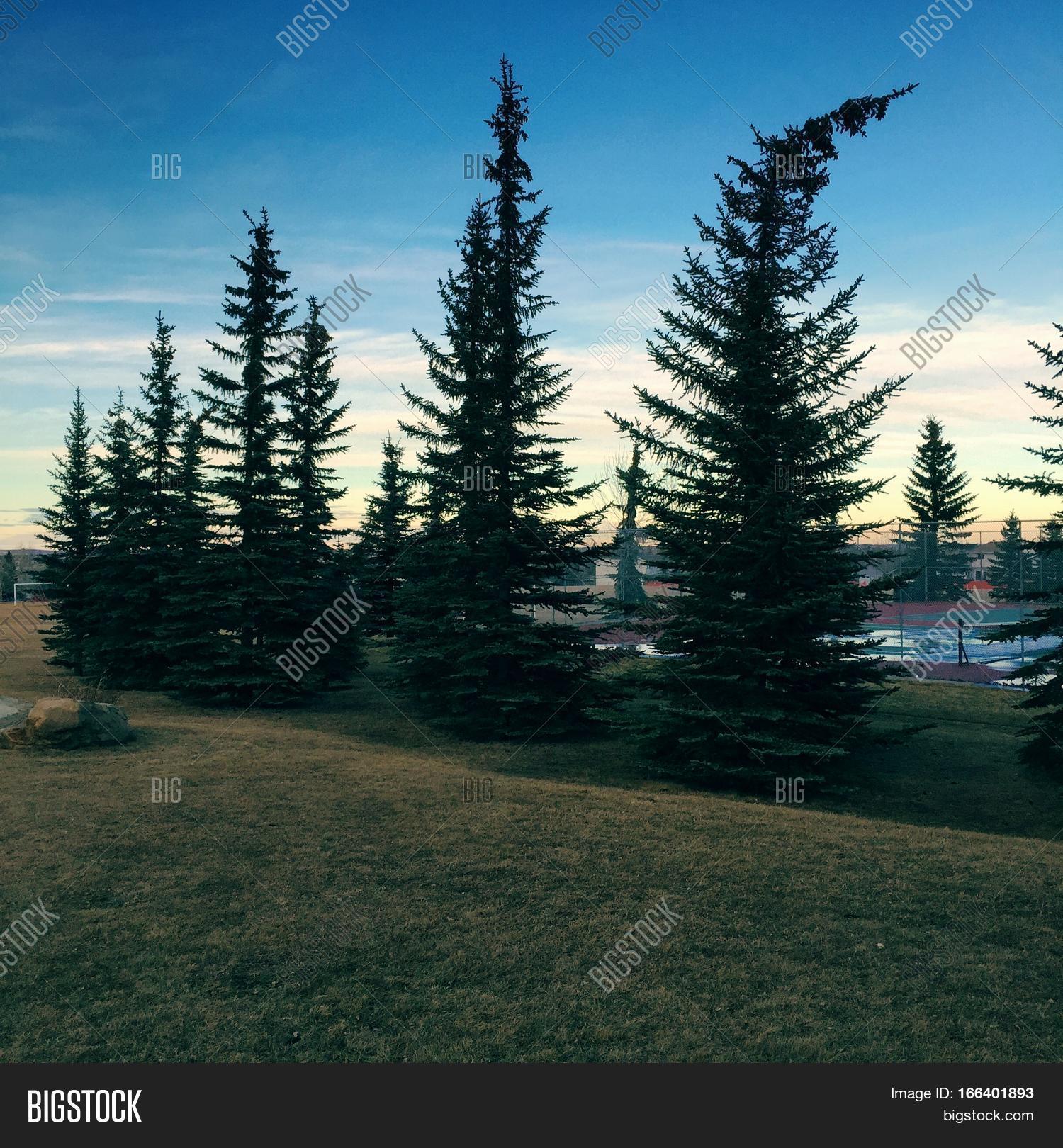 Park Landscape Dusk Image & Photo (Free Trial) | Bigstock