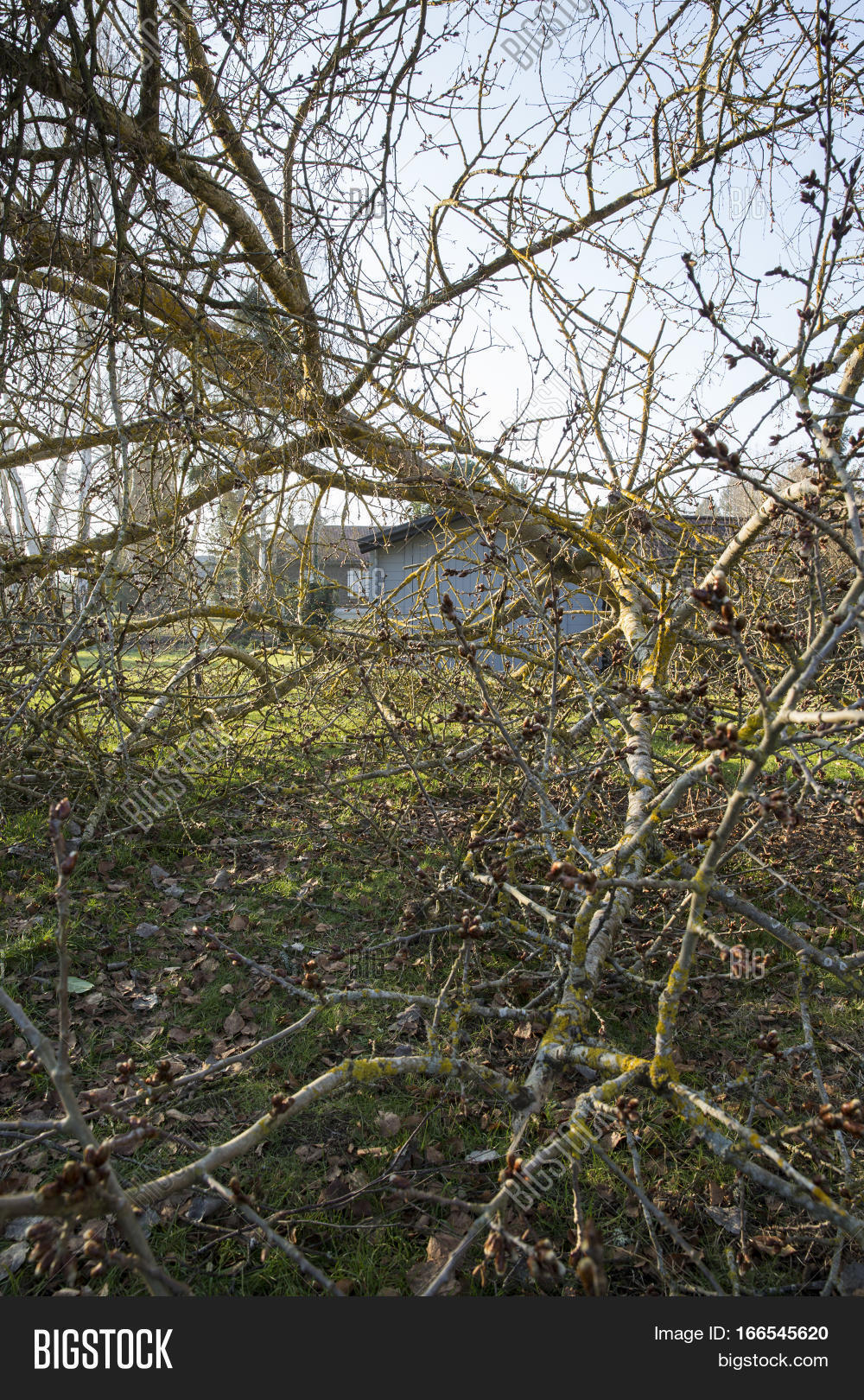 Storm Cyclone Tree Elm Image & Photo (Free Trial) | Bigstock