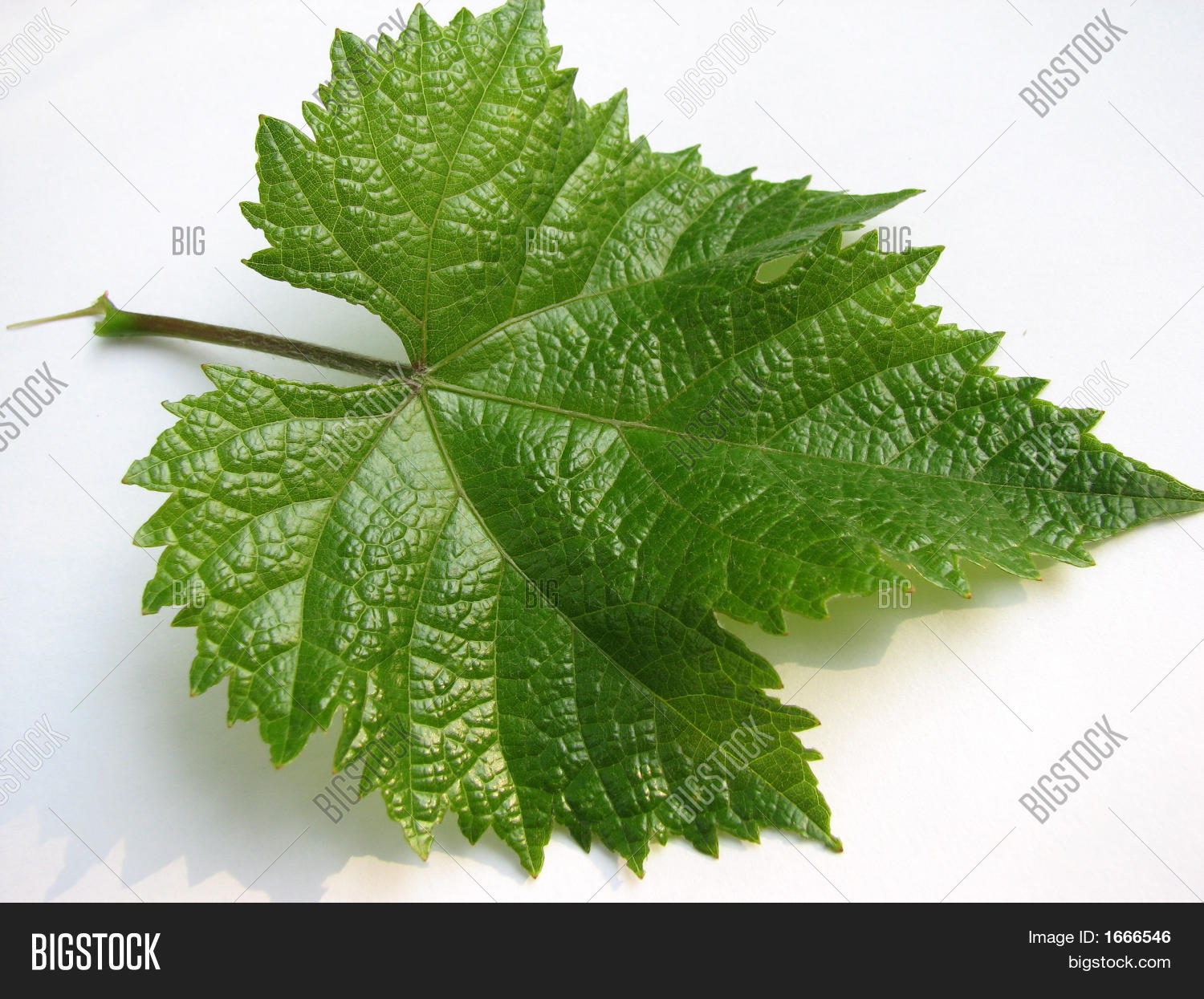 Vine Leaf Image & Photo (Free Trial) | Bigstock