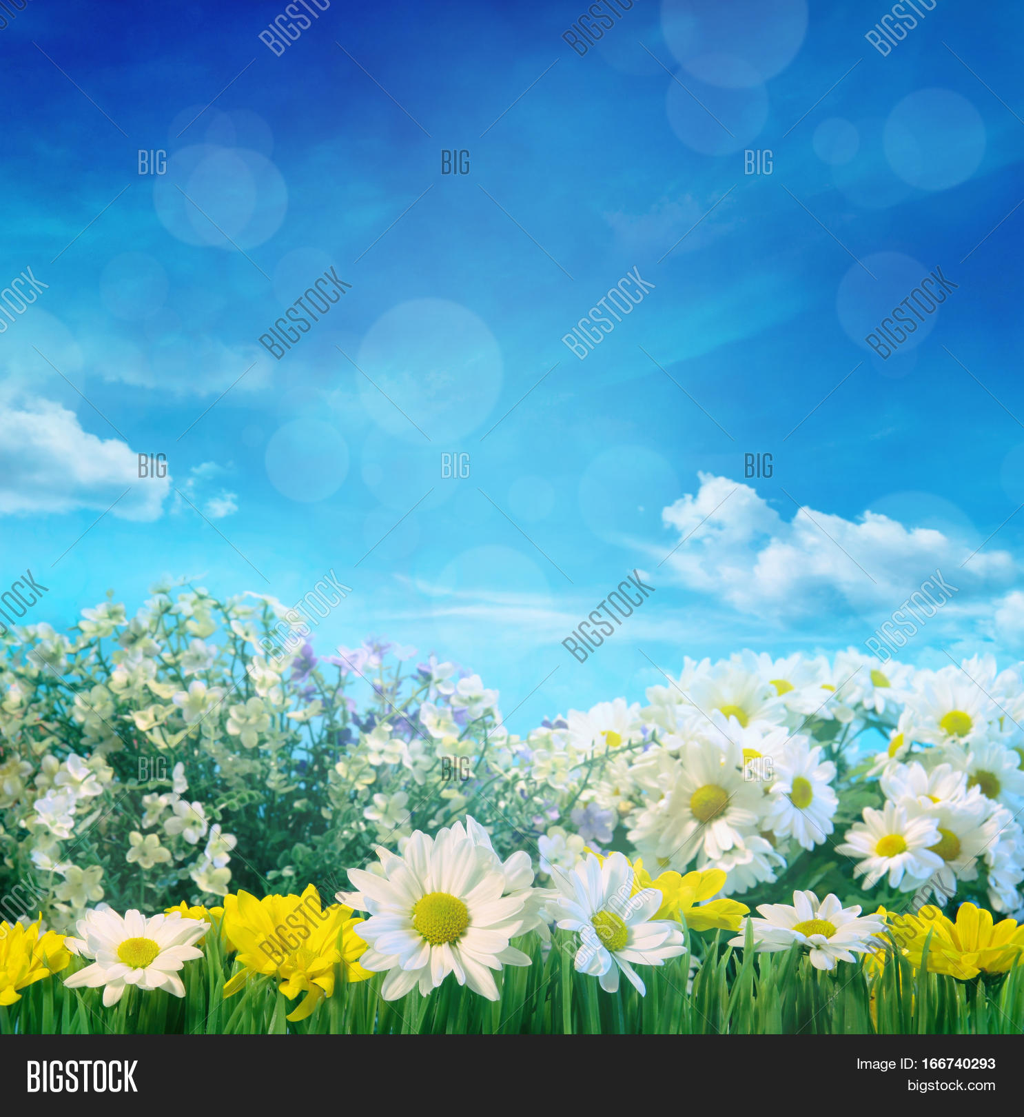 Spring Flowers Blue Image & Photo (Free Trial) | Bigstock