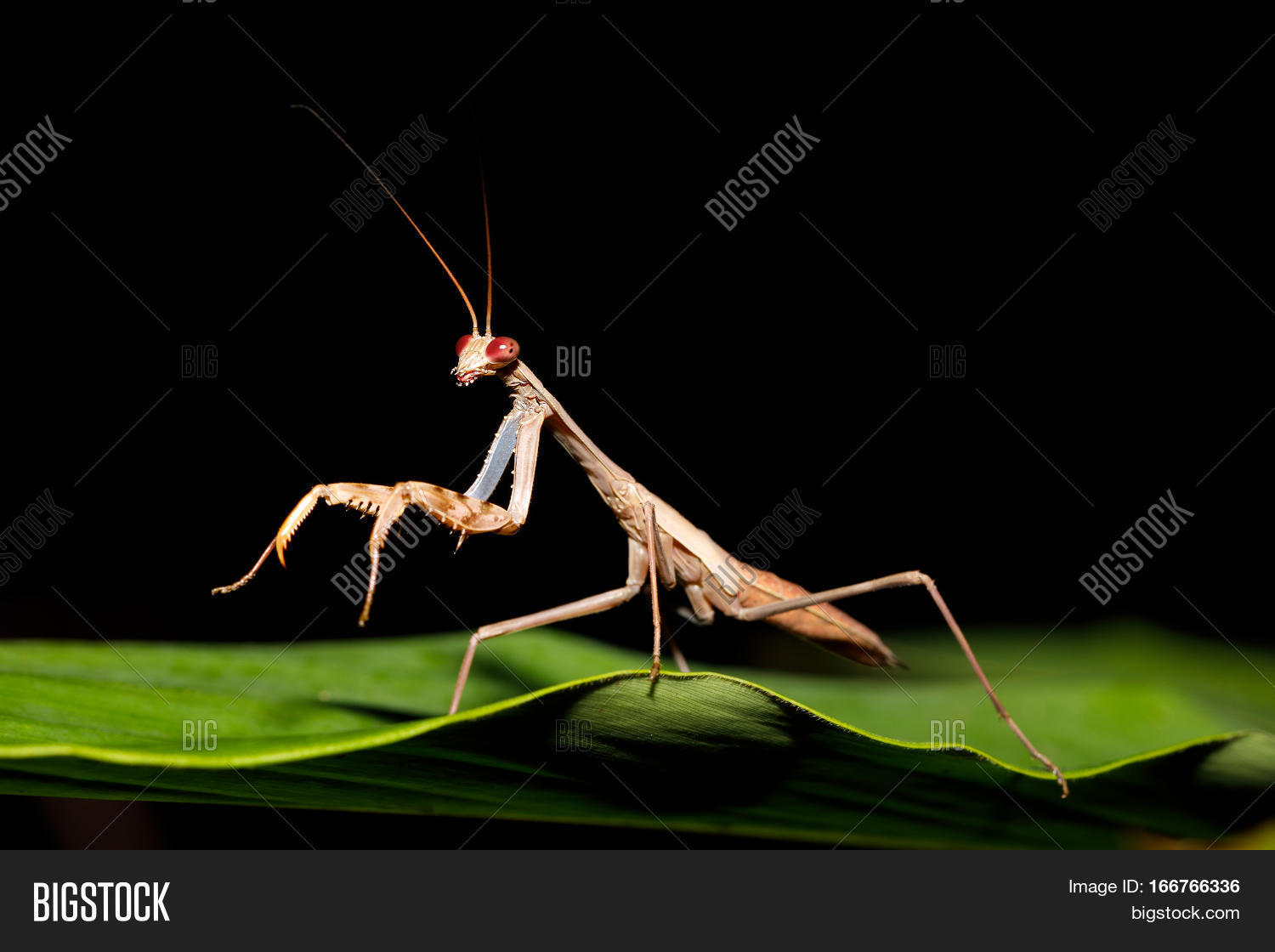 Praying Mantis On Leaf Image & Photo (Free Trial) | Bigstock