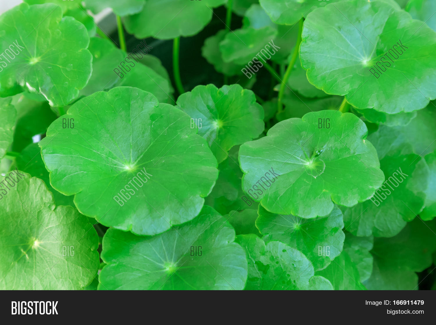 Closeup Centella Image & Photo (Free Trial) | Bigstock