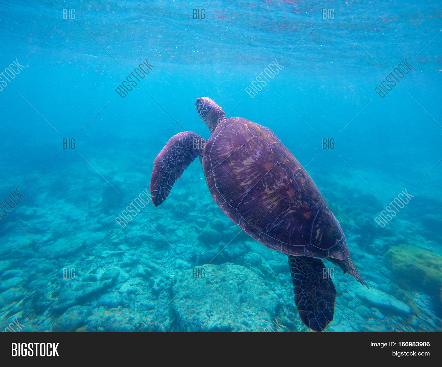 Sea Turtle Blue Water Image & Photo (Free Trial) | Bigstock