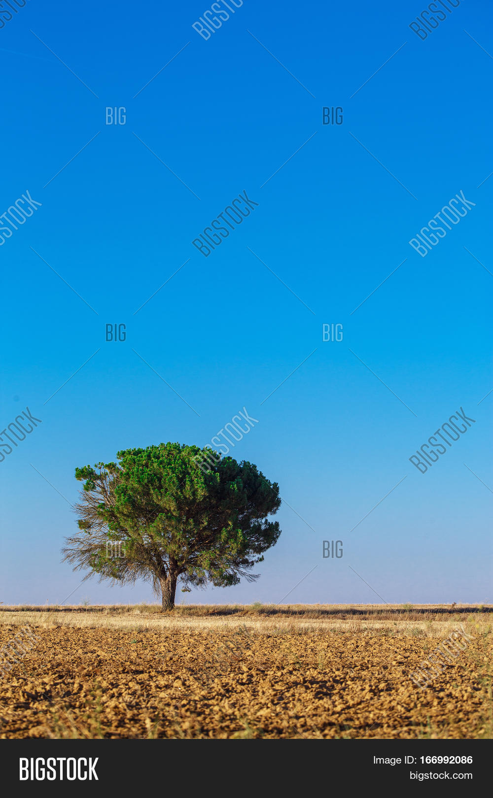 Large Alone Tree Empty Image & Photo (Free Trial) | Bigstock