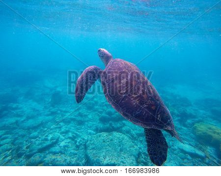 Sea Turtle Blue Water Image & Photo (Free Trial) | Bigstock