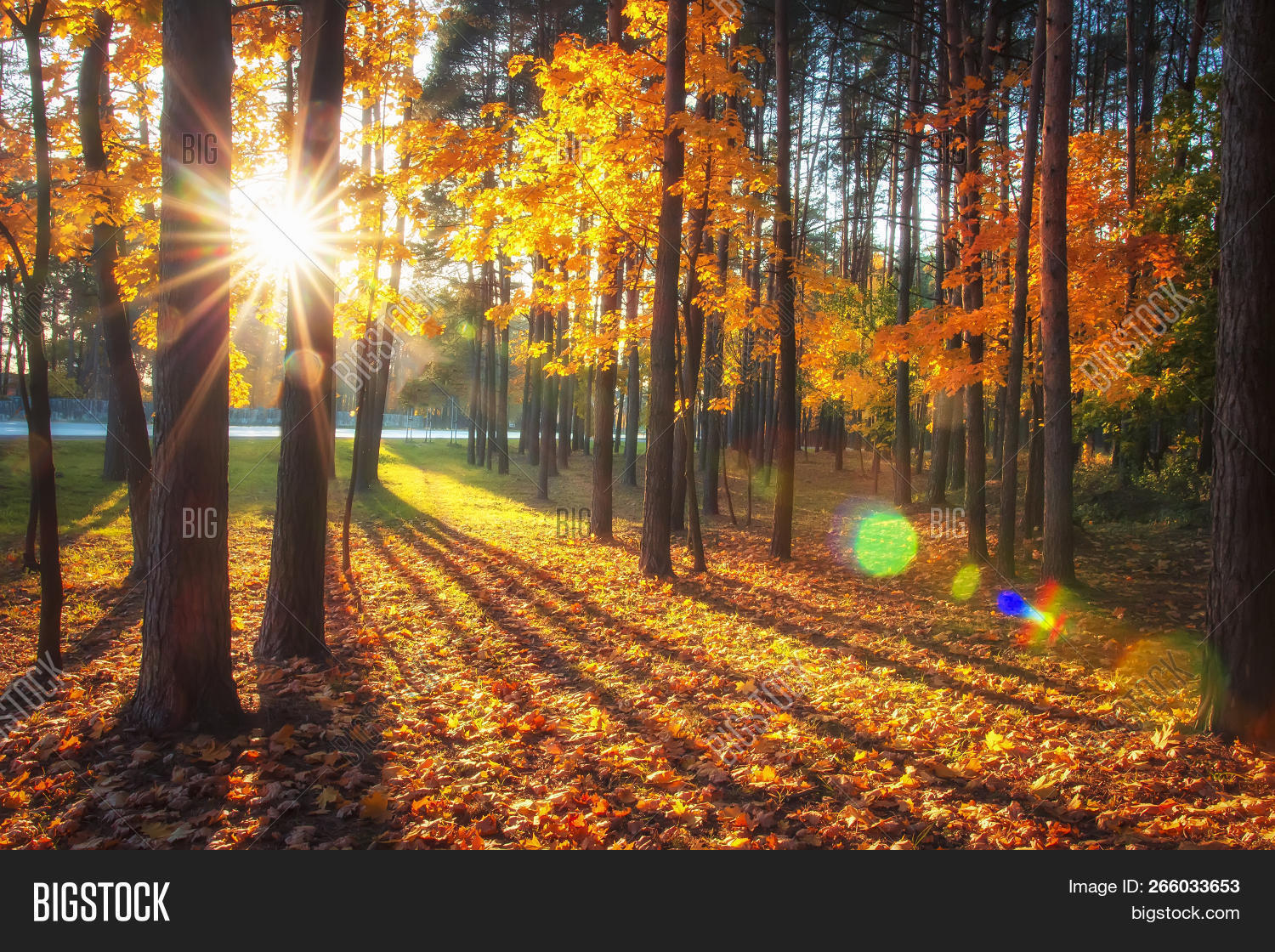 Autumn Nature Image & Photo (Free Trial) | Bigstock