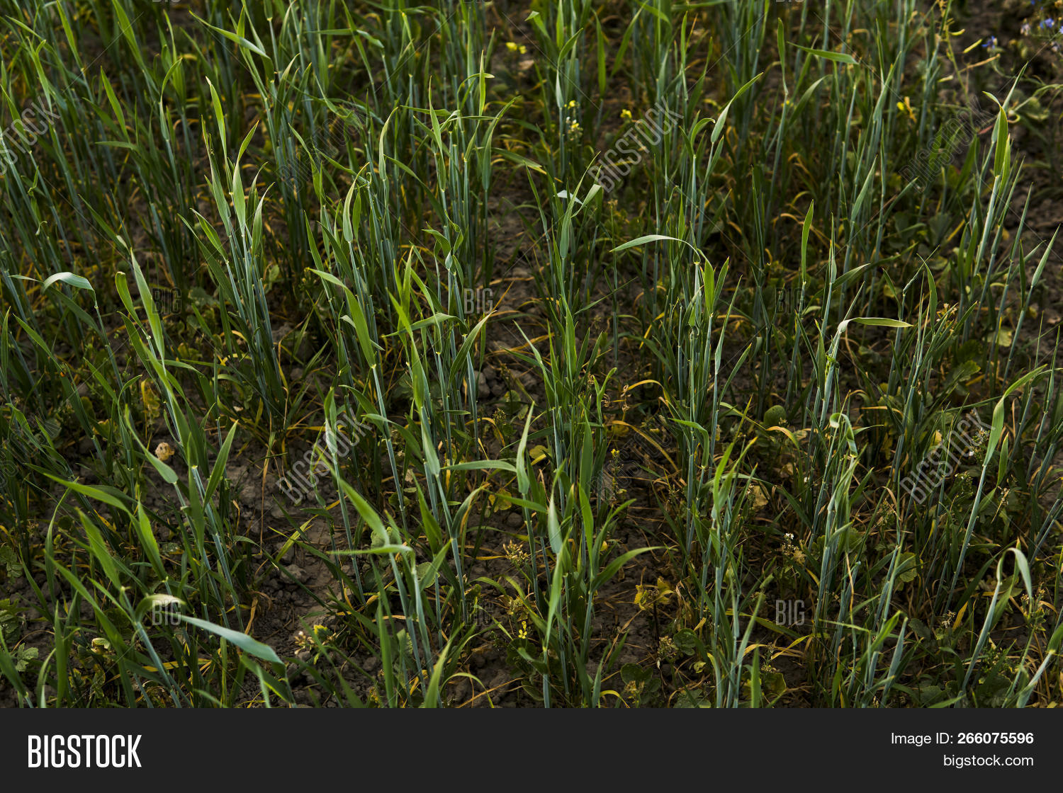 Green Sprouting Rye Image & Photo (Free Trial) | Bigstock