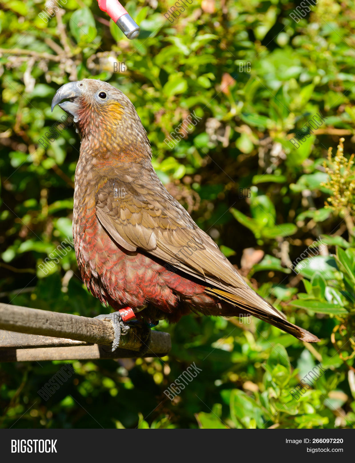 Kaka, Wild Parrot Image & Photo (Free Trial) | Bigstock