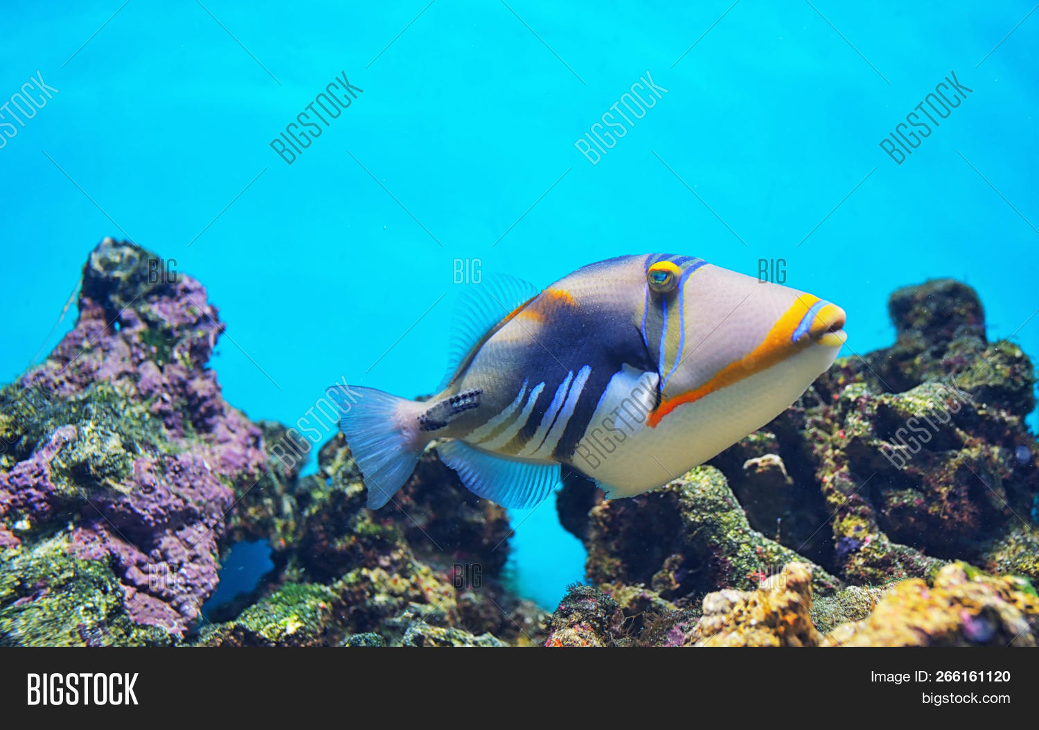 Lagoon Triggerfish Image & Photo (Free Trial) | Bigstock