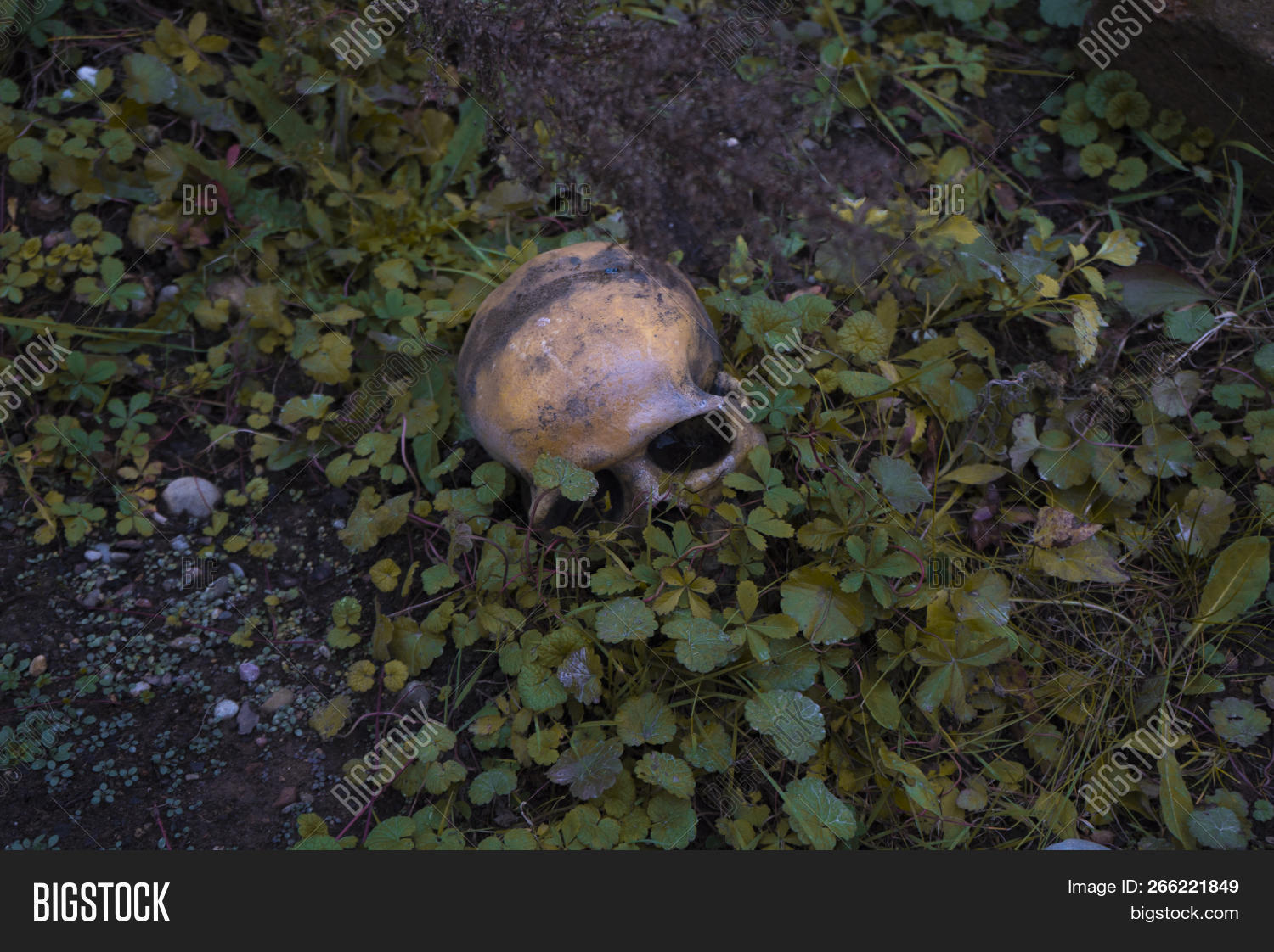 Skull On Grass. Human Image & Photo (Free Trial) | Bigstock