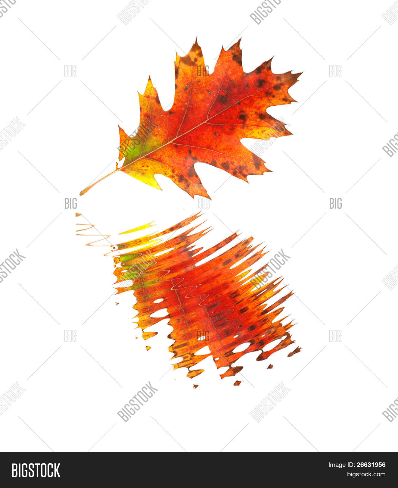 Autumn Leaf Water Image & Photo (Free Trial) | Bigstock